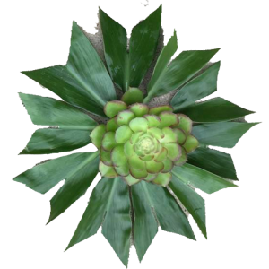 Floral Design Classes - School Of Floral Design - Phil Rulloda